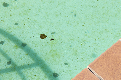 Why Are There Black Spots On The Floor & Walls of My Pool? - Pool ...
